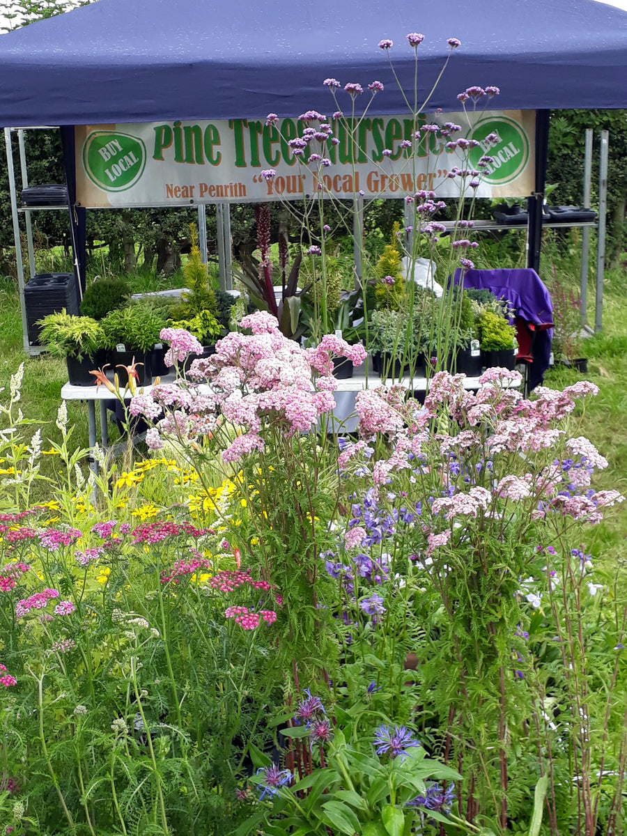 🌲Our Story 🌲 - Week 19 – Pine Tree Nurseries