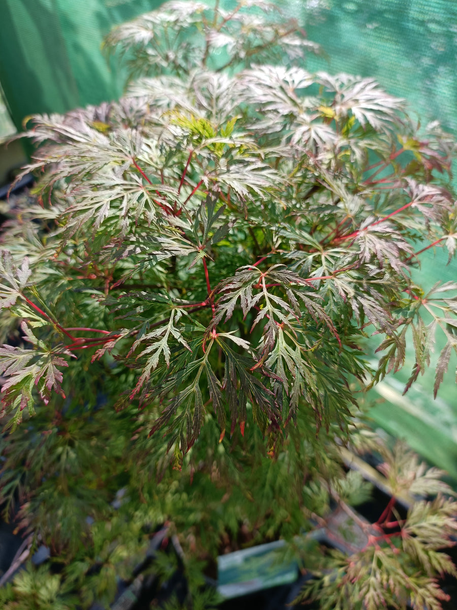 Acer palmatum 'Emerald Lace' – Pine Tree Nurseries