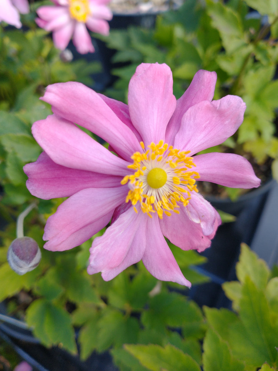 Anemone hupehensis var japonica 'Pamina' AGM – Pine Tree Nurseries
