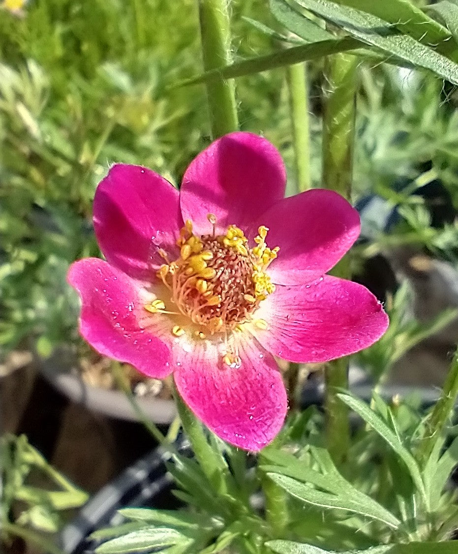 Anemone multifida 'Rubra' – Pine Tree Nurseries
