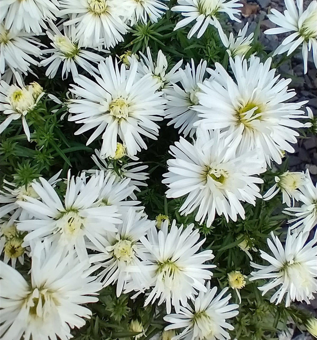 Aster novi-belgii 'Kristina' – Pine Tree Nurseries