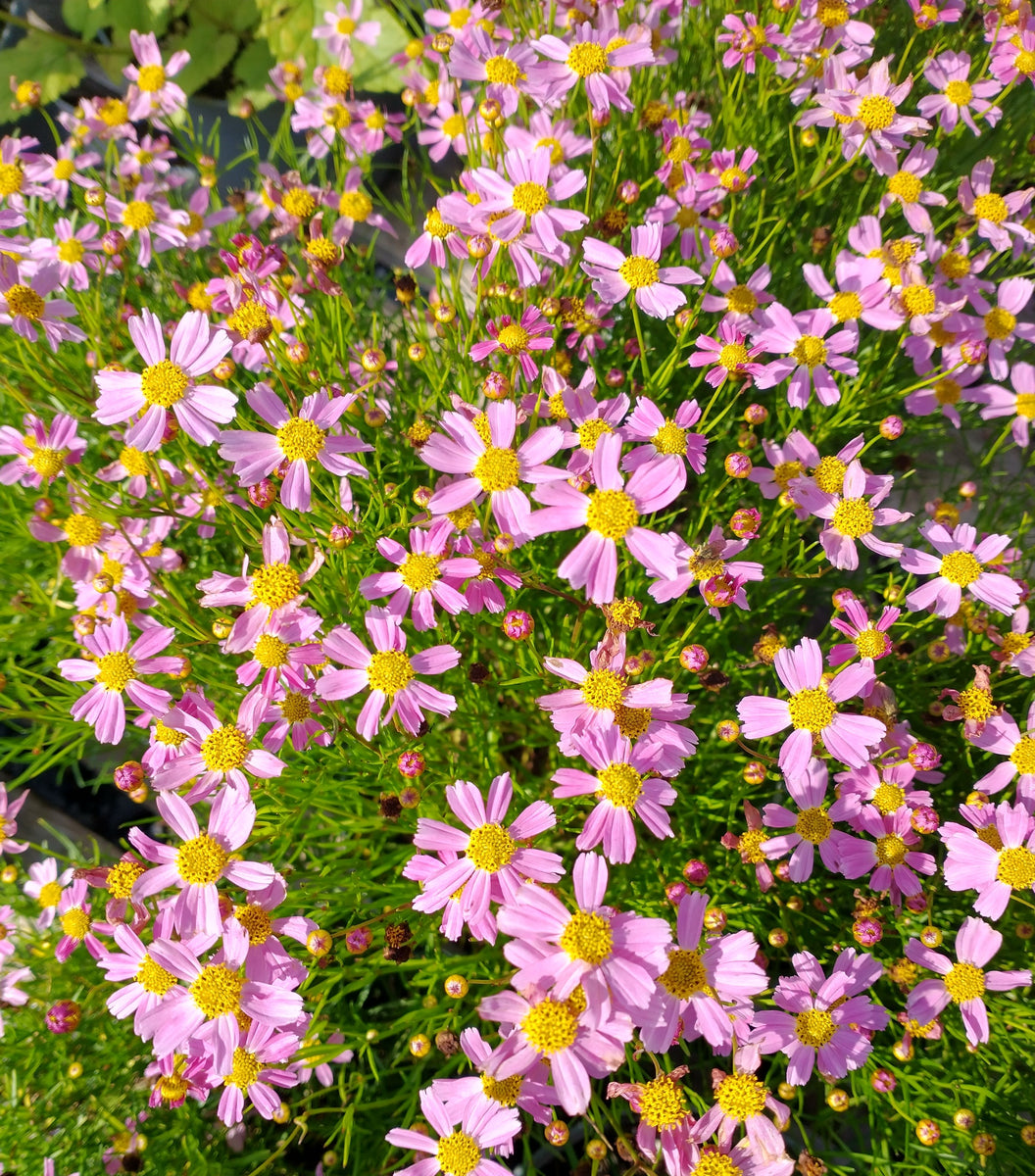 Coreopsis rosea 'American Dream' – Pine Tree Nurseries