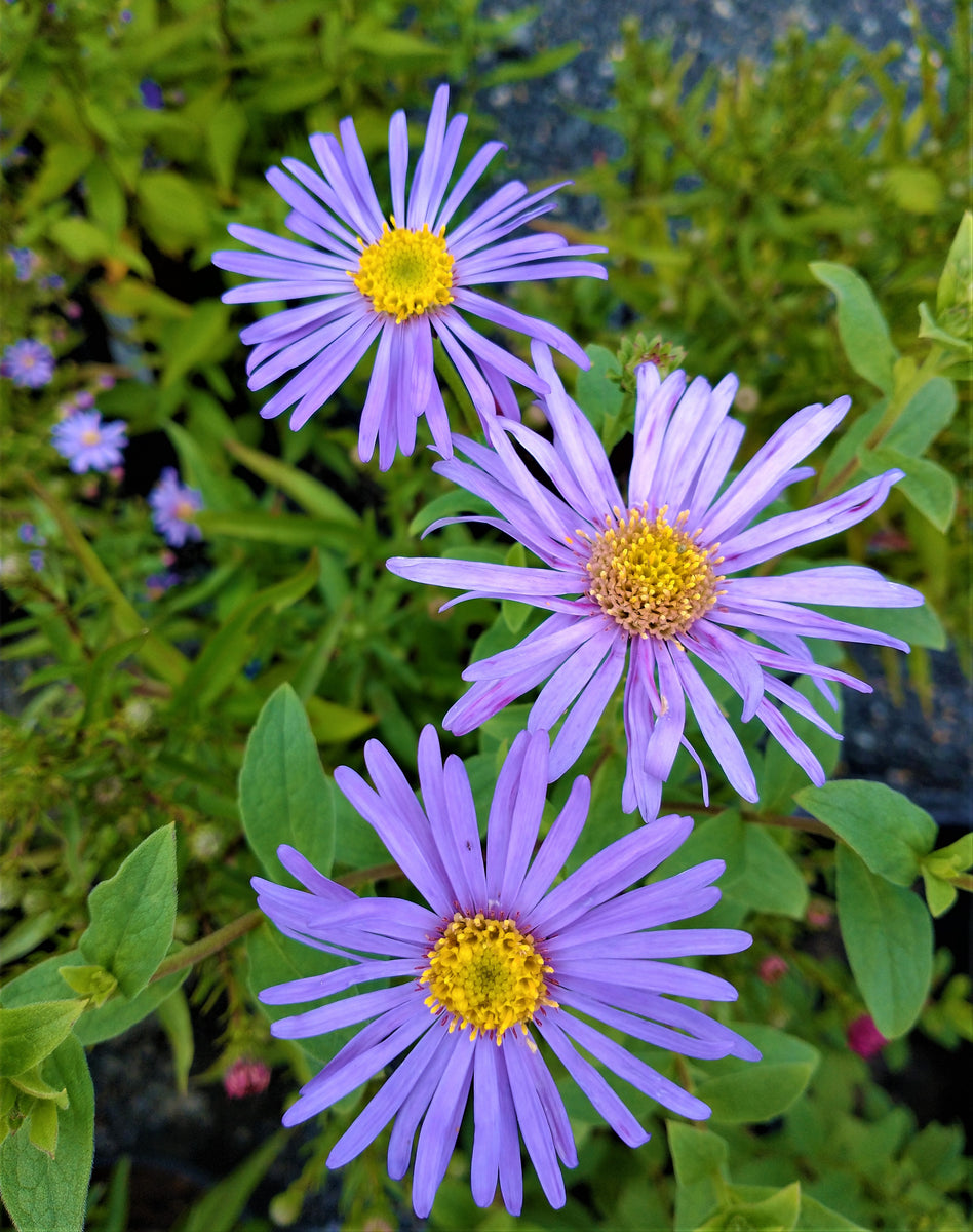 Aster x frikartii 'Monch' AGM – Pine Tree Nurseries