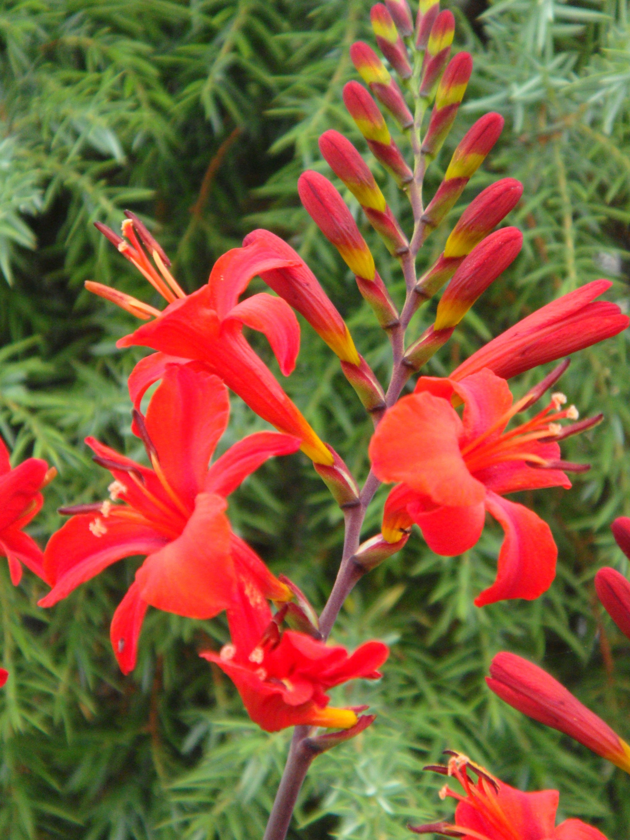 Crocosmia 'Lucifer' AGM – Pine Tree Nurseries
