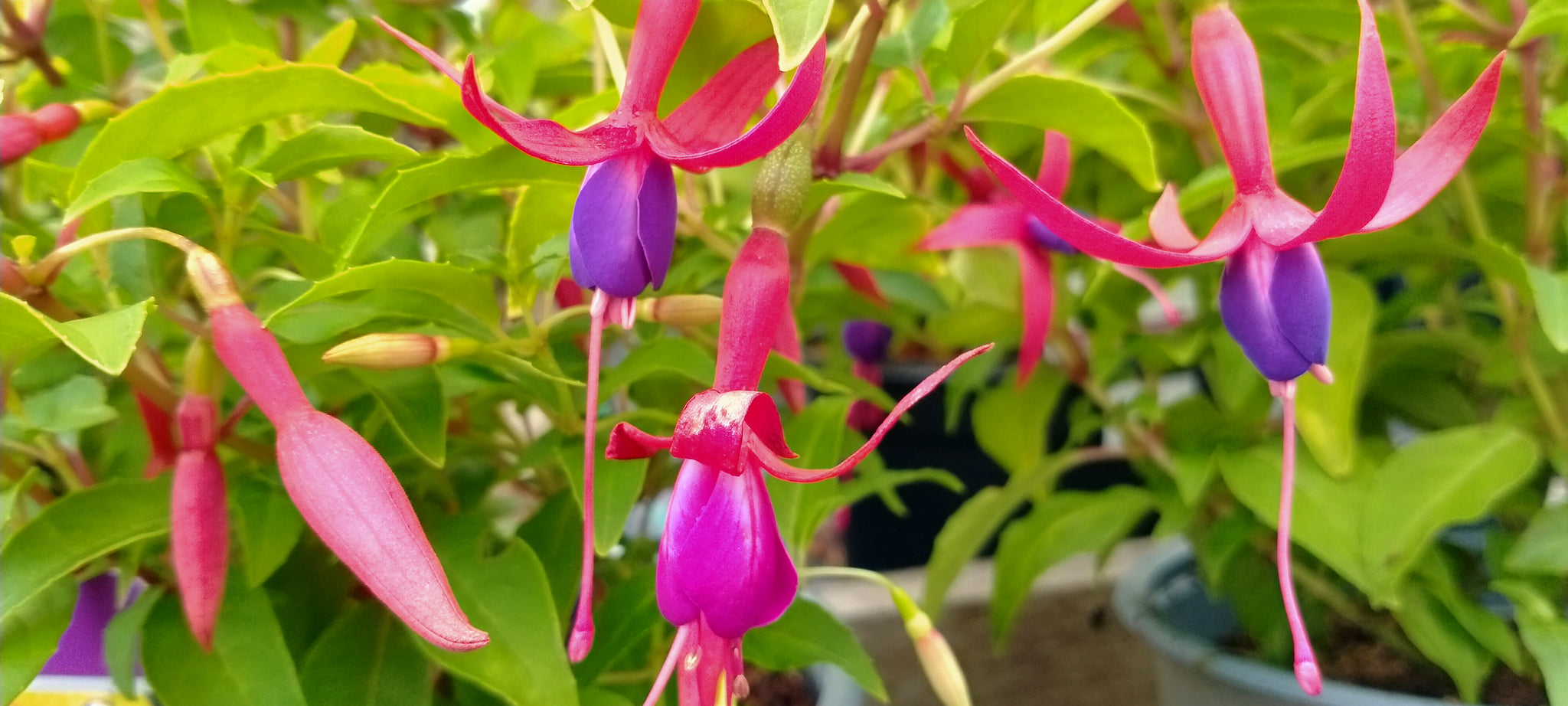 Fuchsia 'Genii' AGM – Pine Tree Nurseries