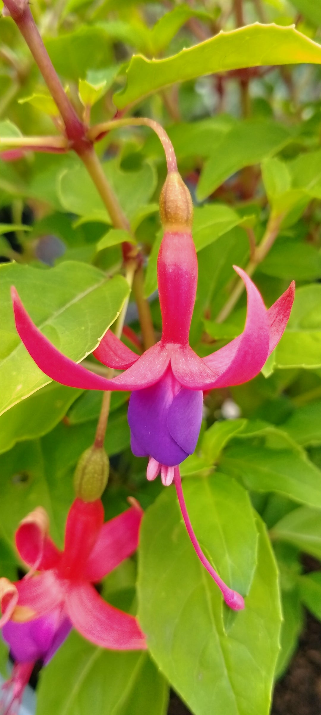 Fuchsia 'Genii' AGM – Pine Tree Nurseries