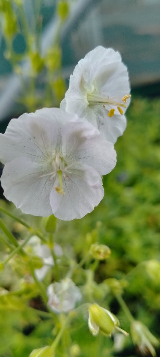 Geranium phaeum 'Album' – Pine Tree Nurseries