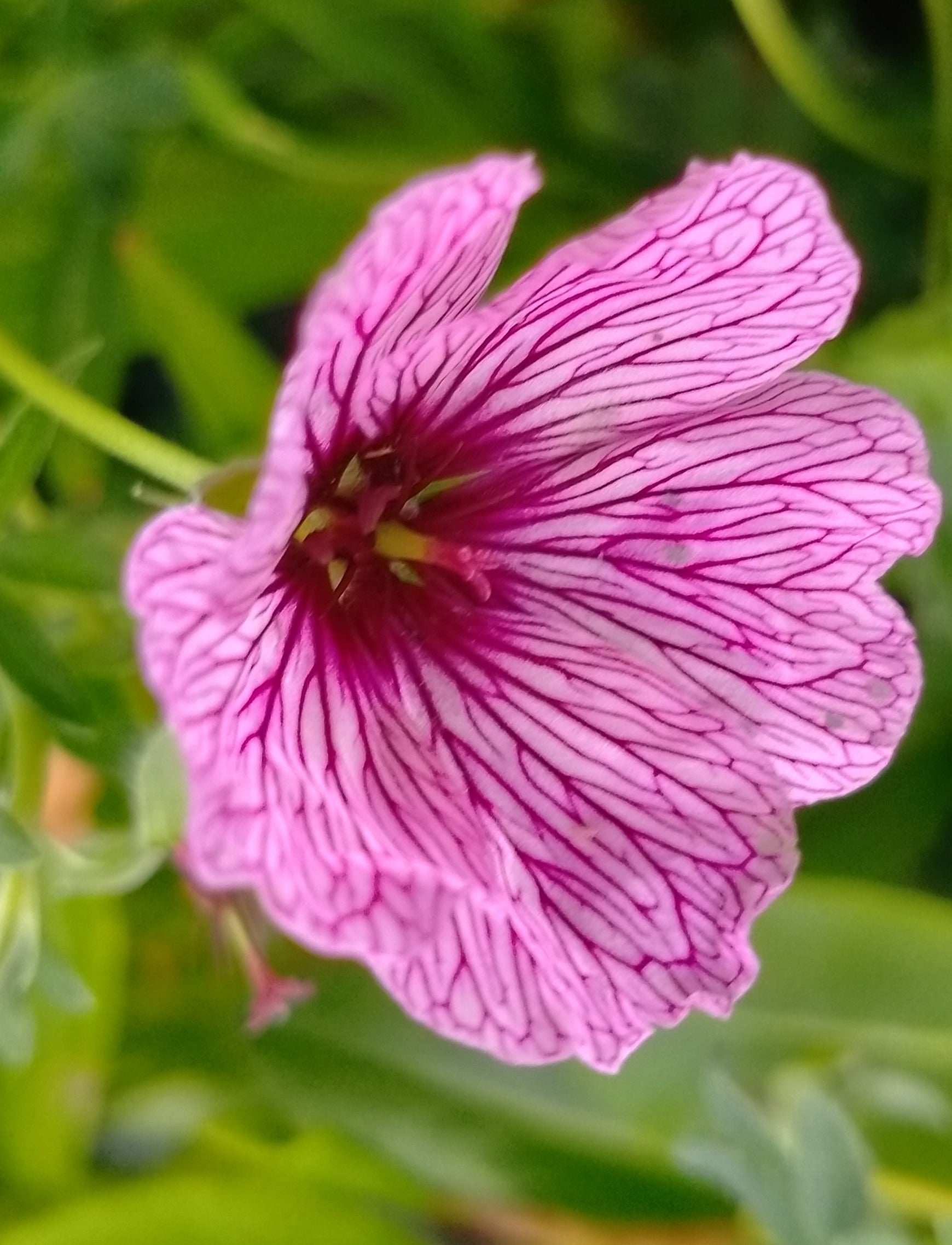 Geranium 'Ballerina' AGM – Pine Tree Nurseries