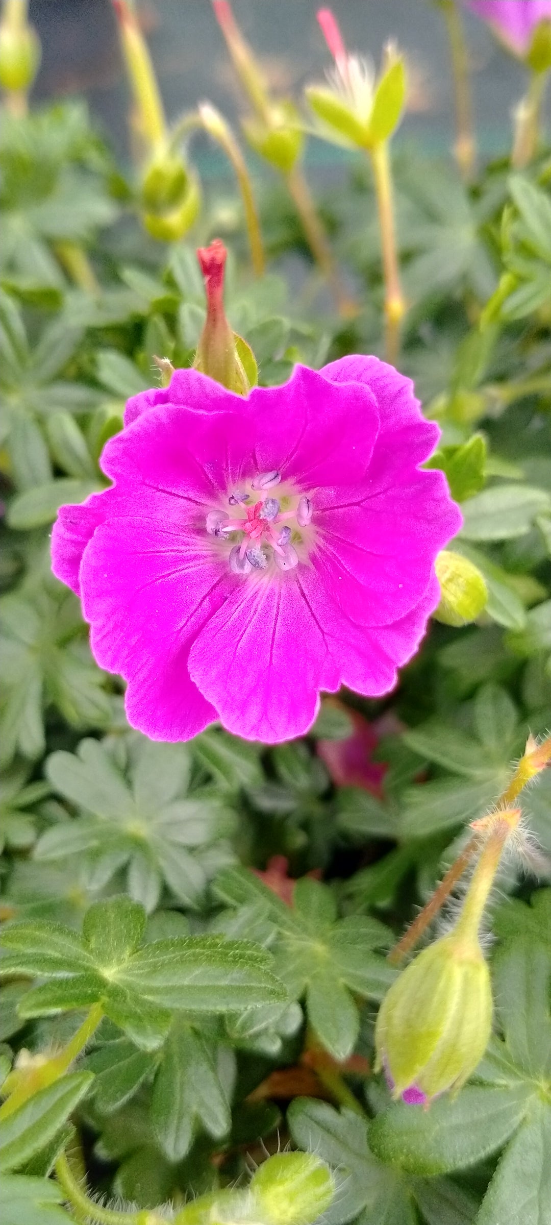 Geranium sanguineum AGM – Pine Tree Nurseries