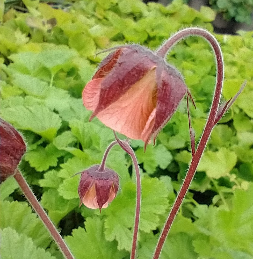 Geum rivale 'Leonard's Variety' – Pine Tree Nurseries