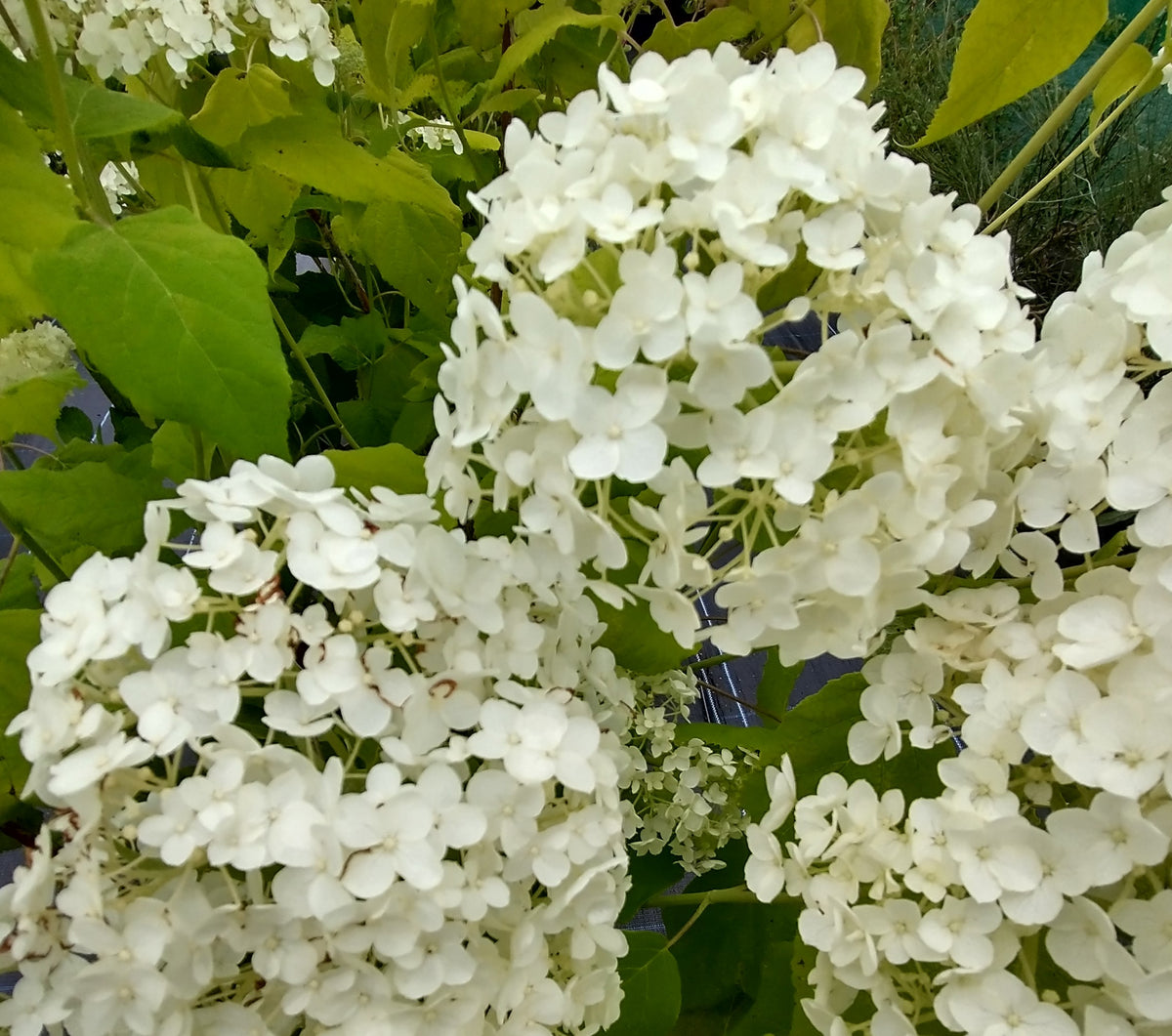 Hydrangea arborescens 'Annabelle' AGM – Pine Tree Nurseries