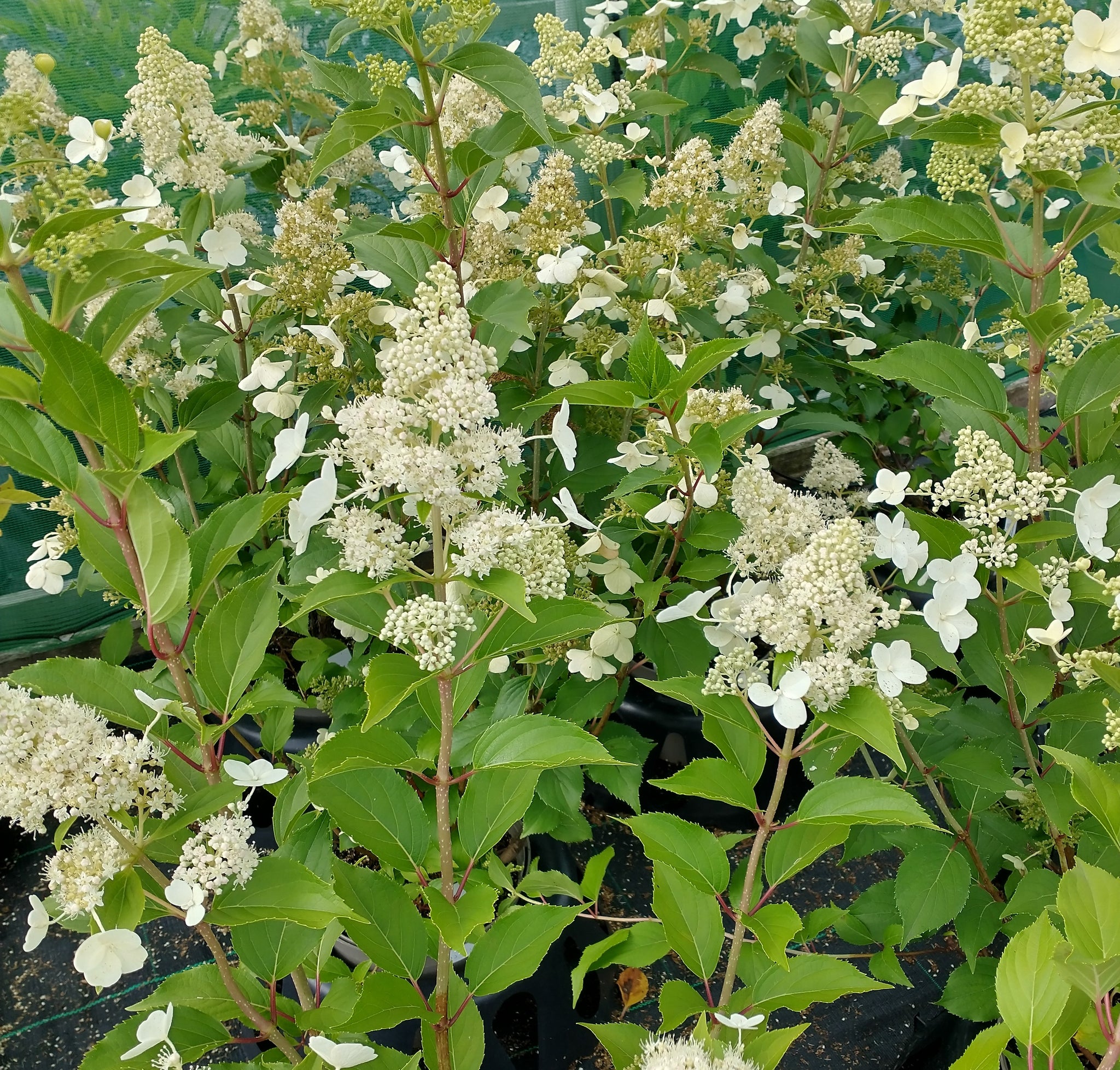 Hydrangea paniculata 'Kyushu' AGM – Pine Tree Nurseries