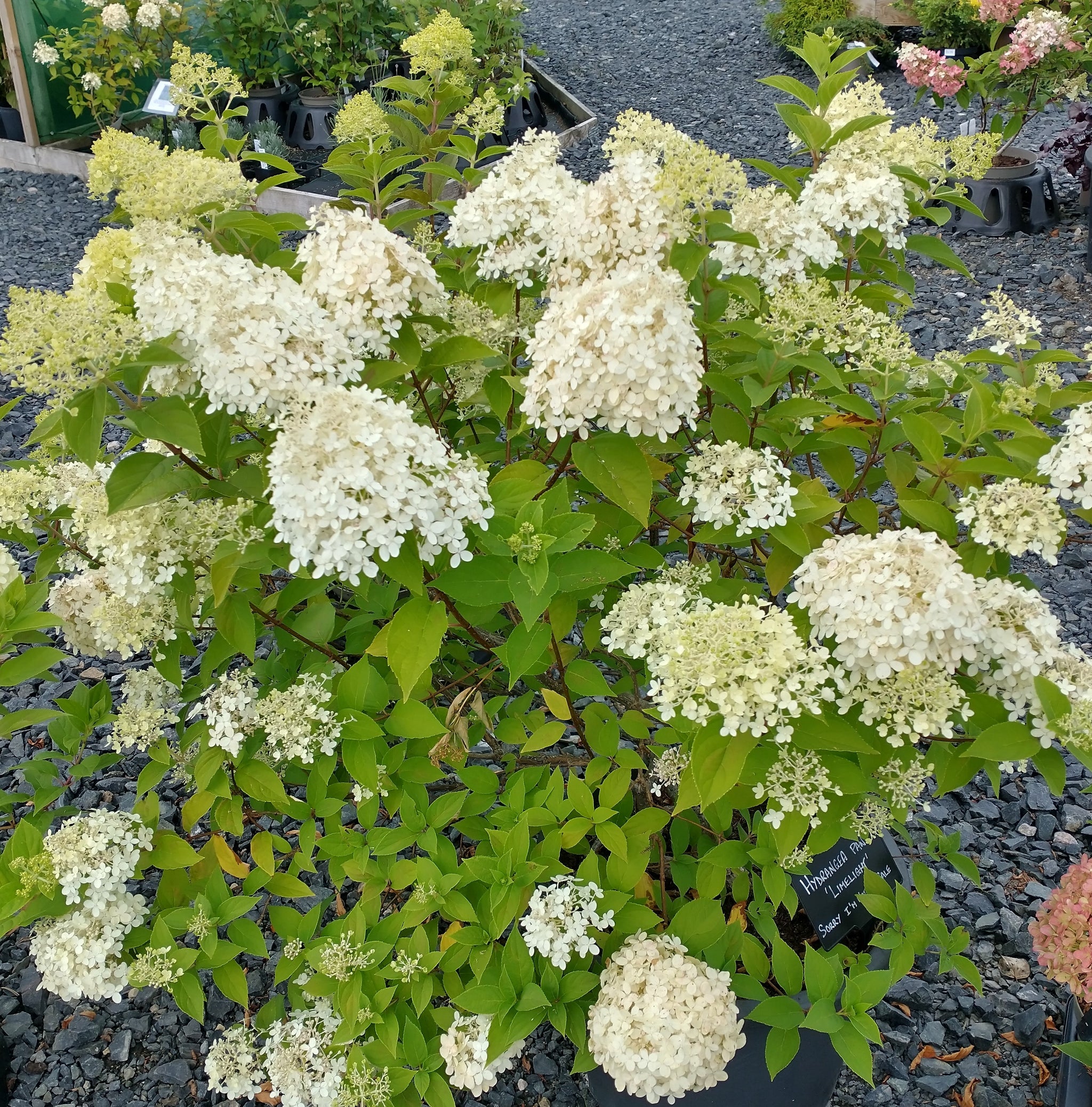 Hydrangea paniculata 'Limelight' AGM – Pine Tree Nurseries