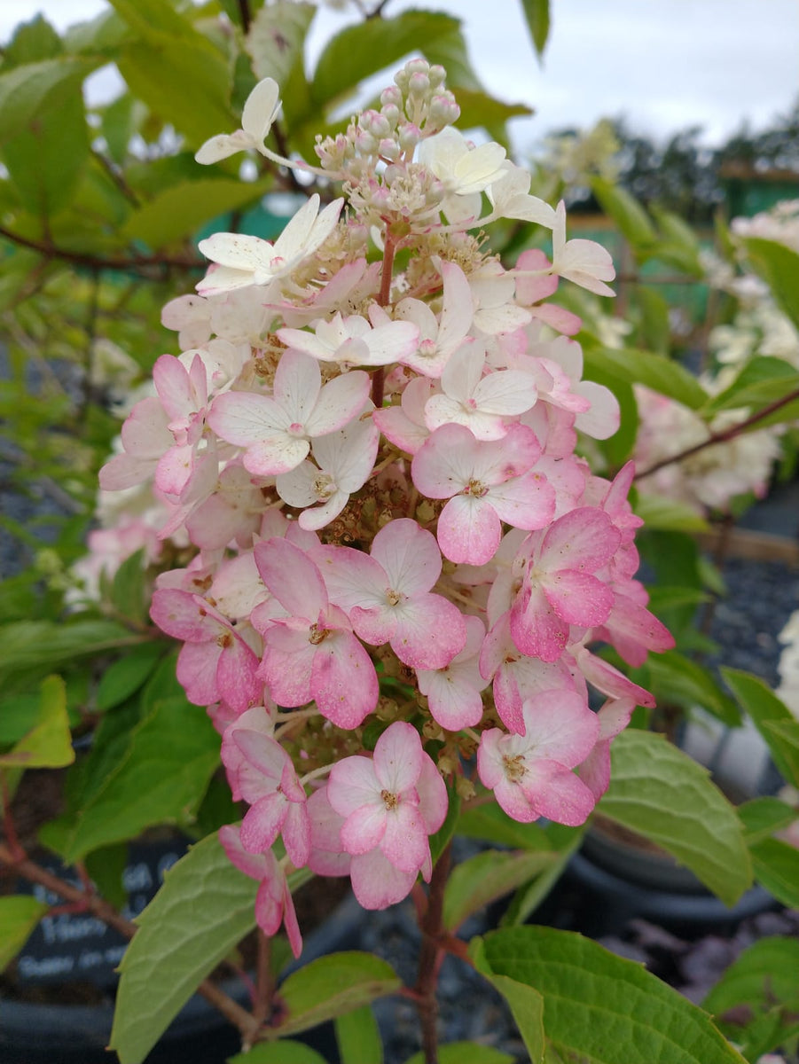 Hydrangea paniculata 'Pinky Winky' AGM – Pine Tree Nurseries