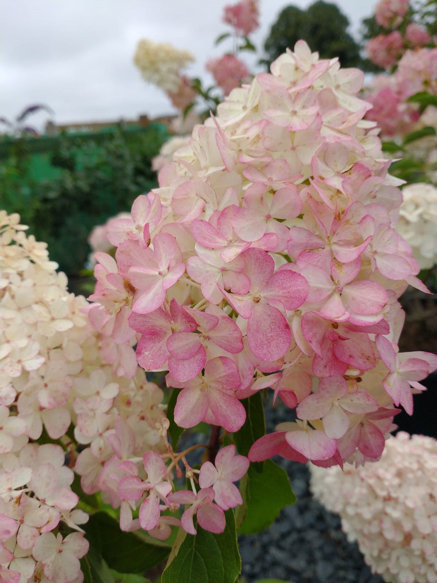 Hydrangea paniculata 'Vanille Fraise' – Pine Tree Nurseries