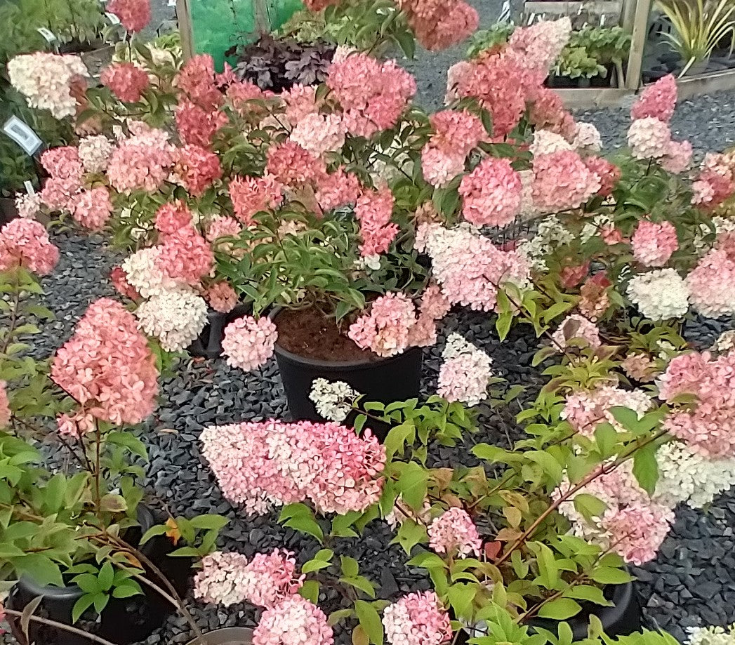 Hydrangea paniculata 'Vanille Fraise' – Pine Tree Nurseries