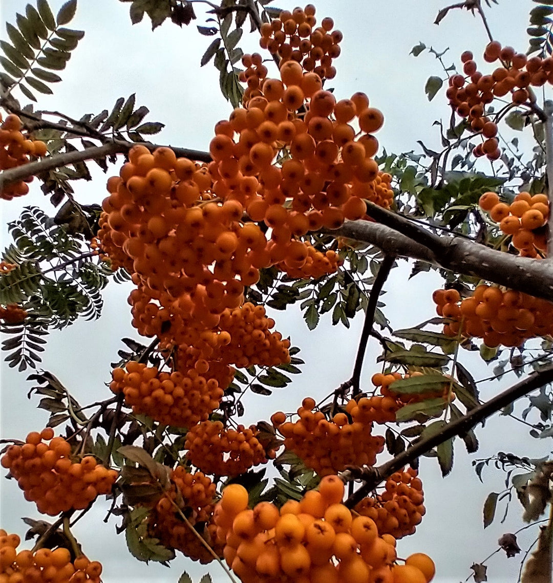 Sorbus 'Sunshine' – Pine Tree Nurseries