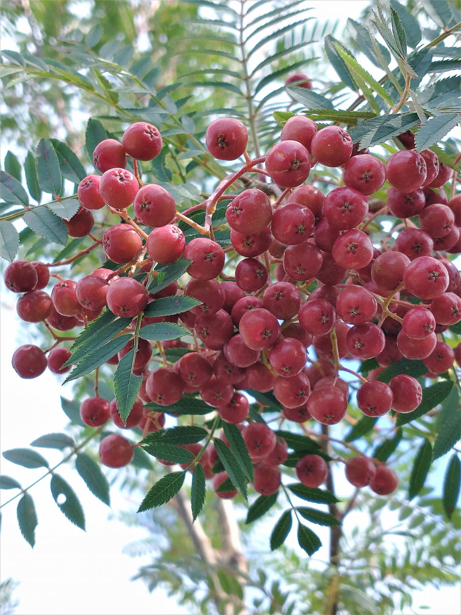 Sorbus vilmorinii AGM – Pine Tree Nurseries